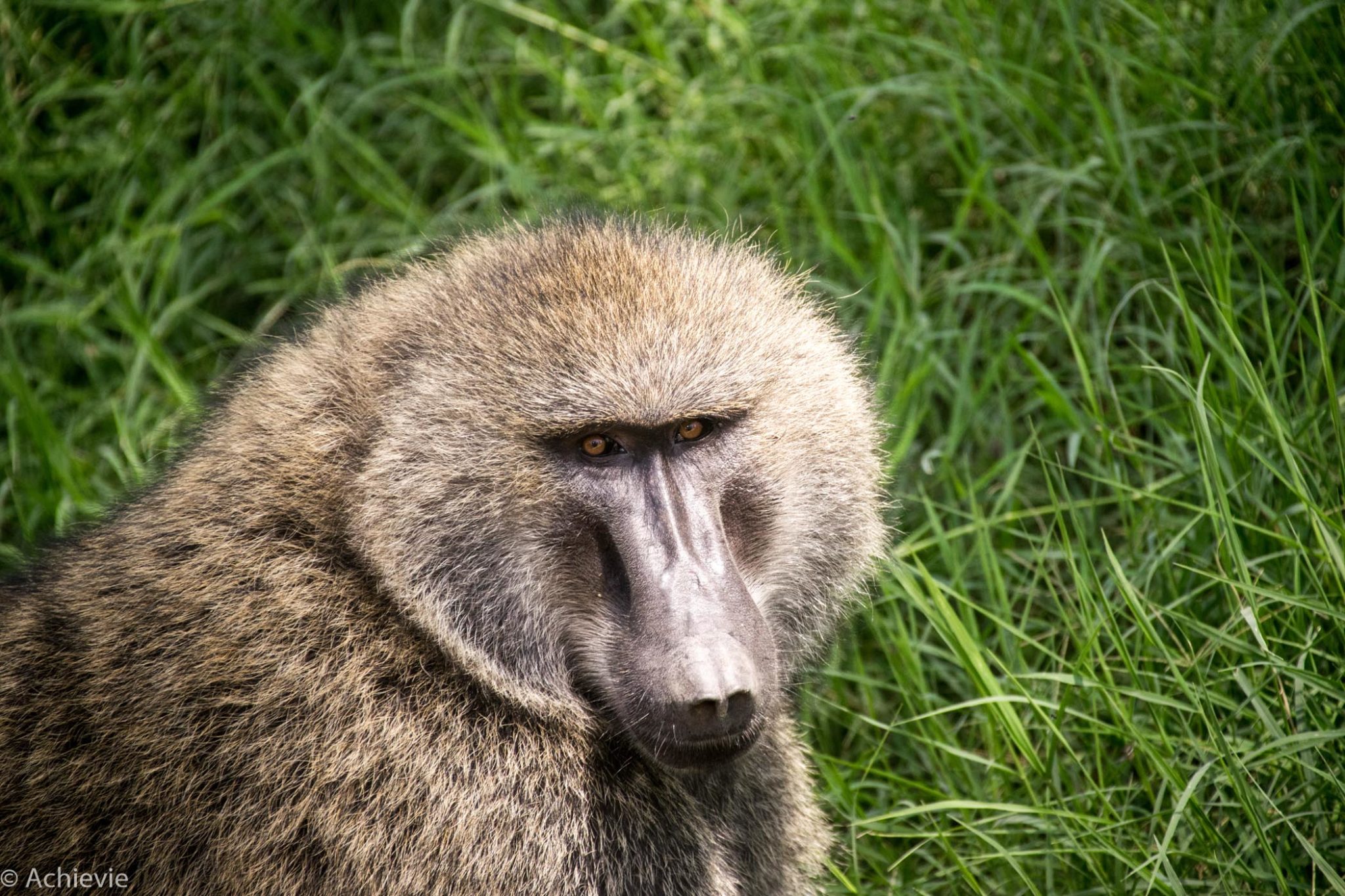 Baboon - TravellingAccountant