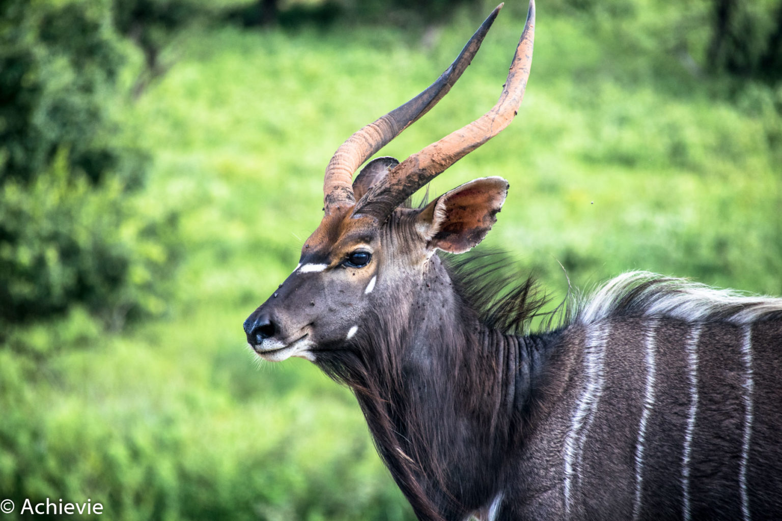 Nyala - TravellingAccountant