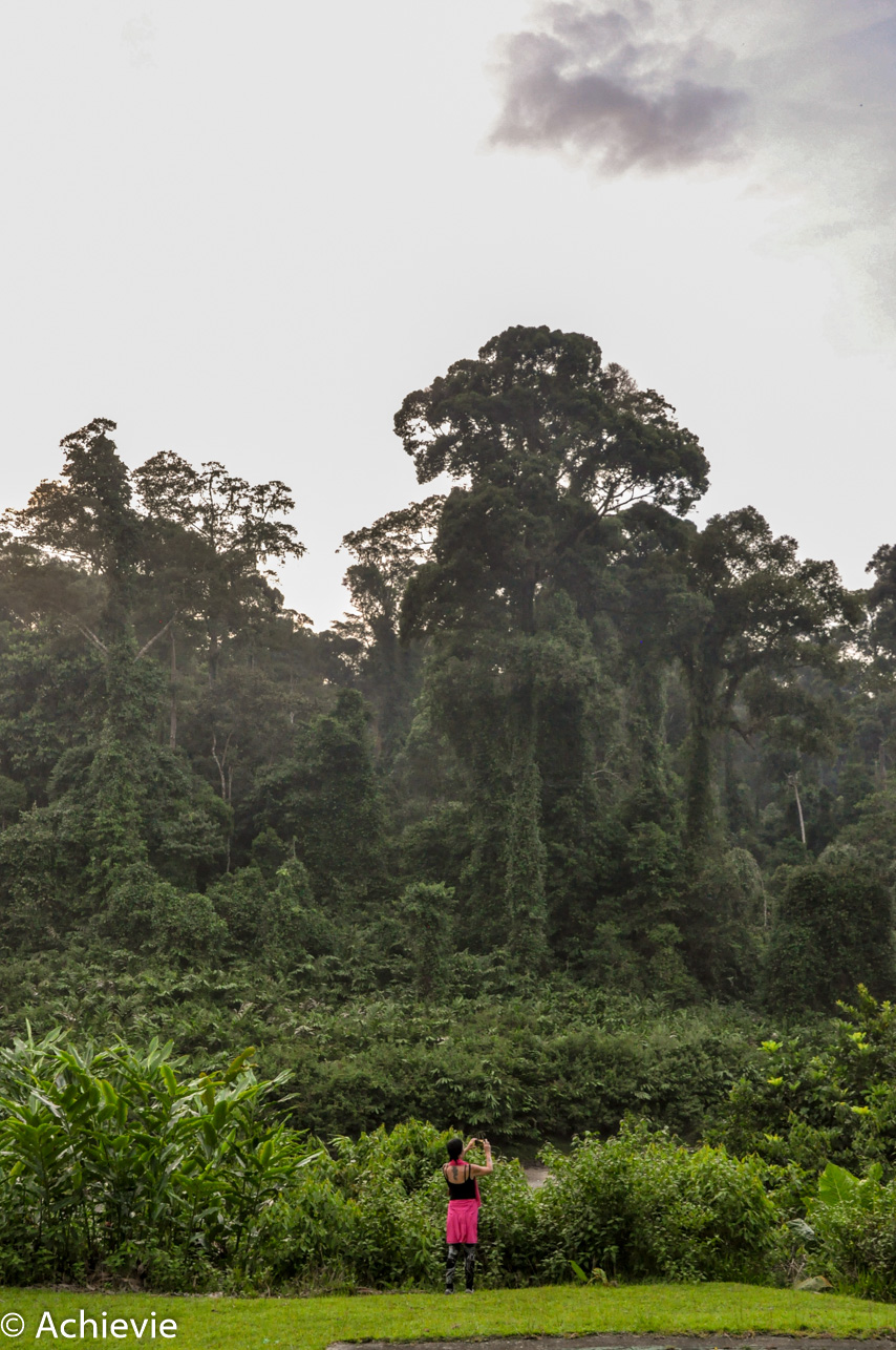 Danum Valley… An ancient tropical forest - TravellingAccountant