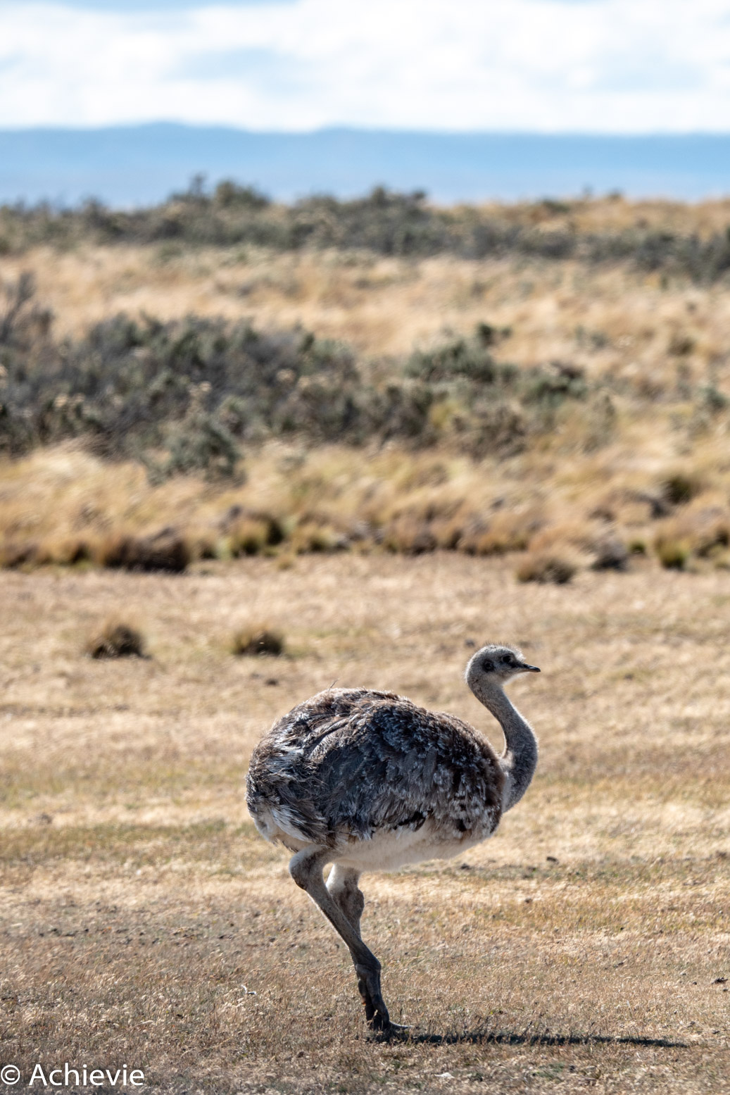 Rhea - TravellingAccountant