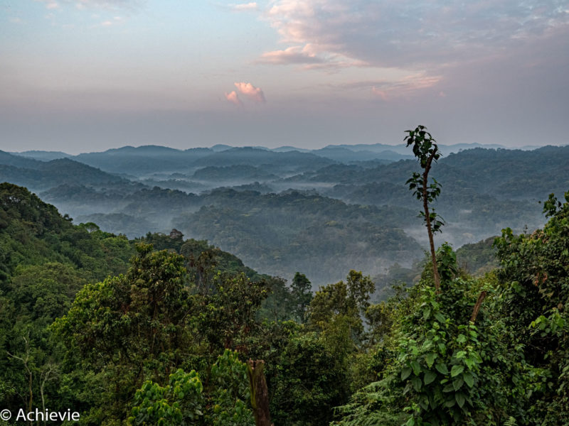 Uganda – Bwindi Impenetrable National Park - TravellingAccountant
