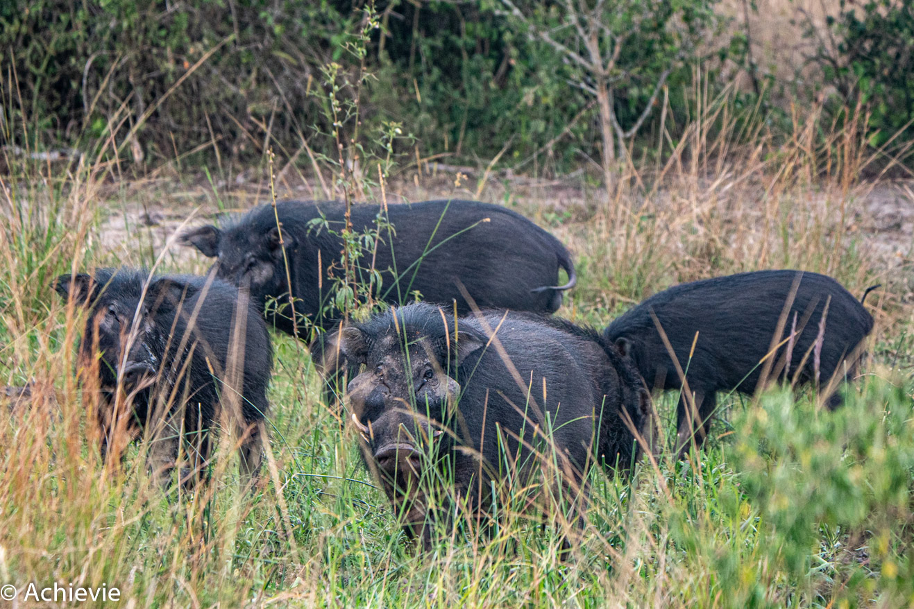 Giant Forest Hog - TravellingAccountant
