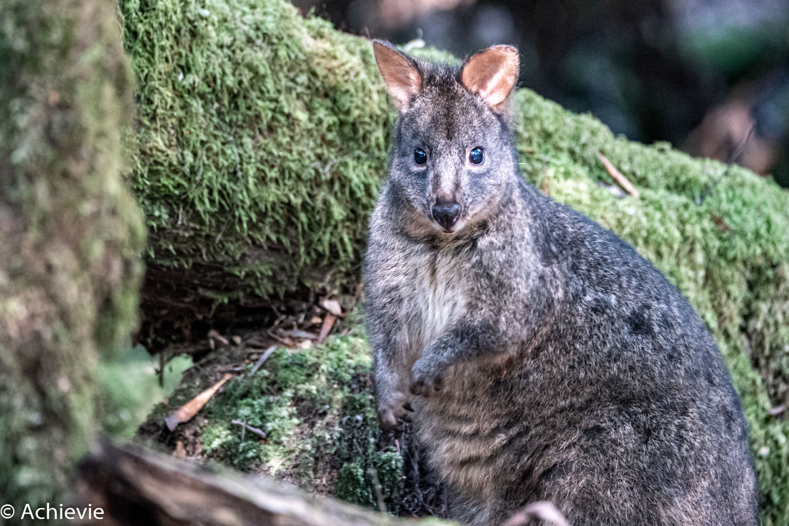 Pademelon