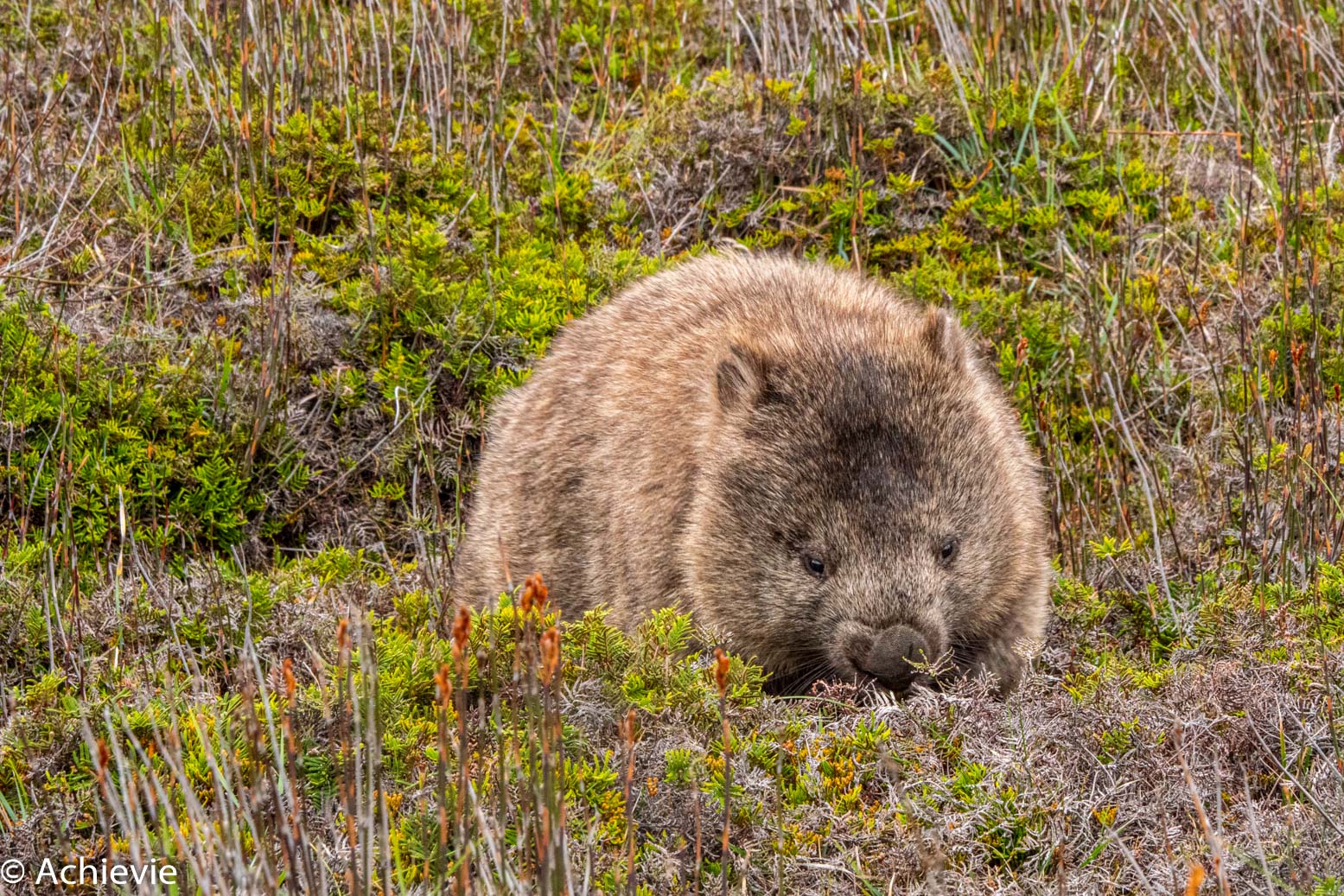Wombat
