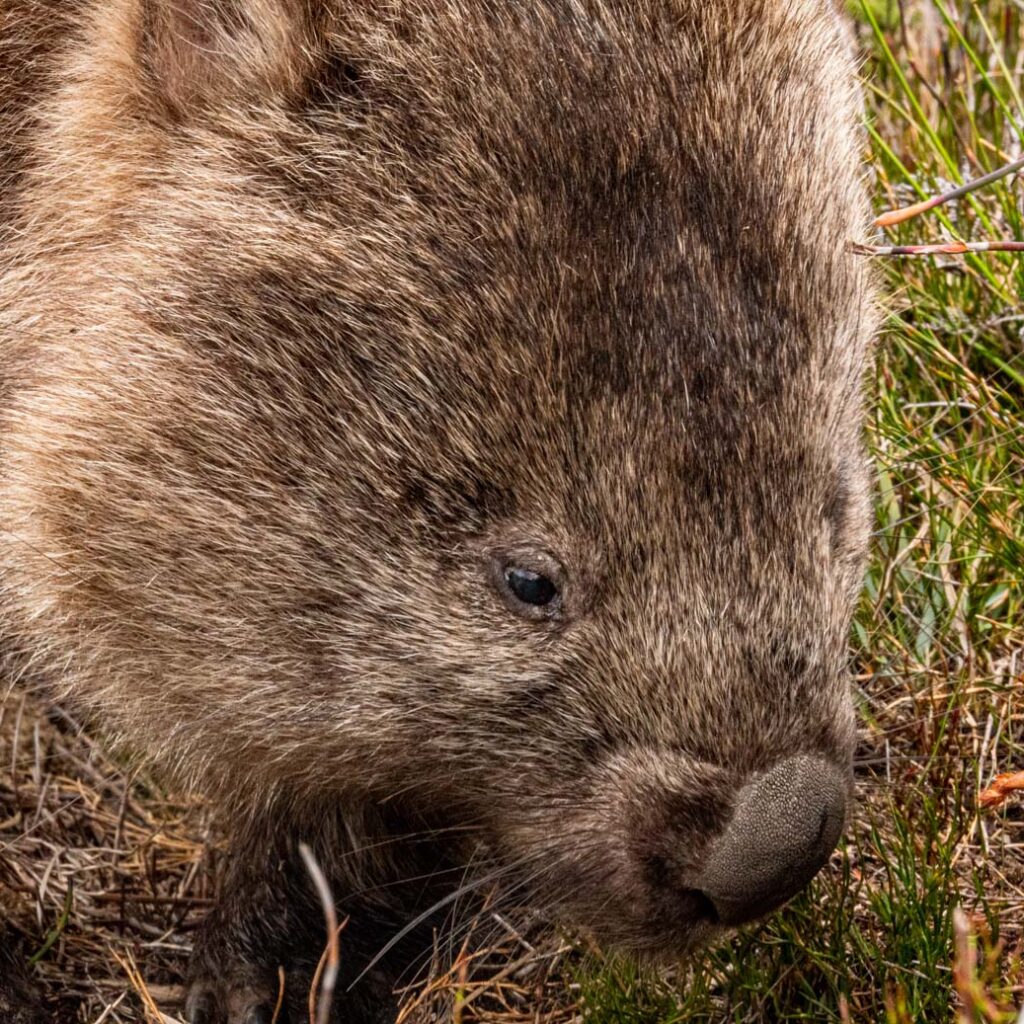 Wombat - TravellingAccountant