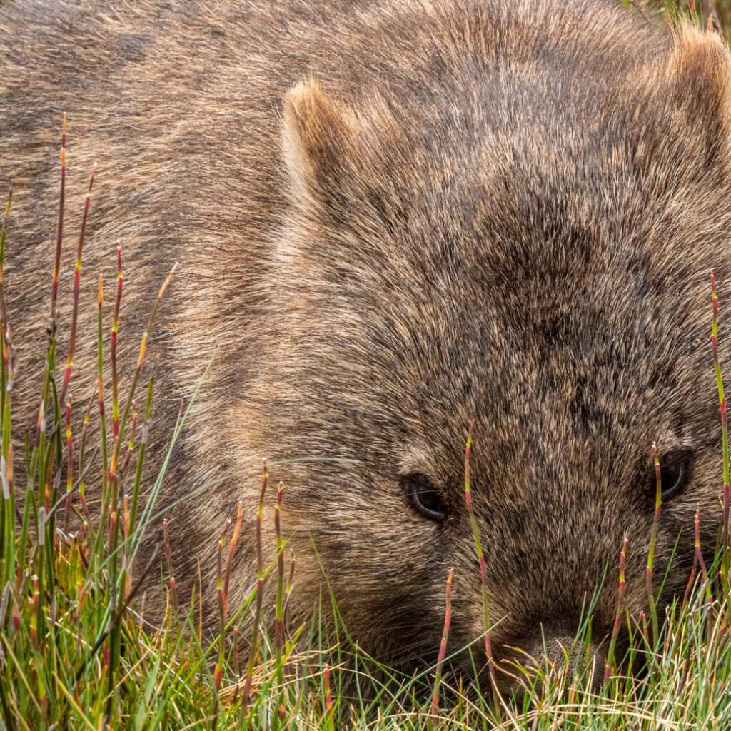 Wombat - TravellingAccountant